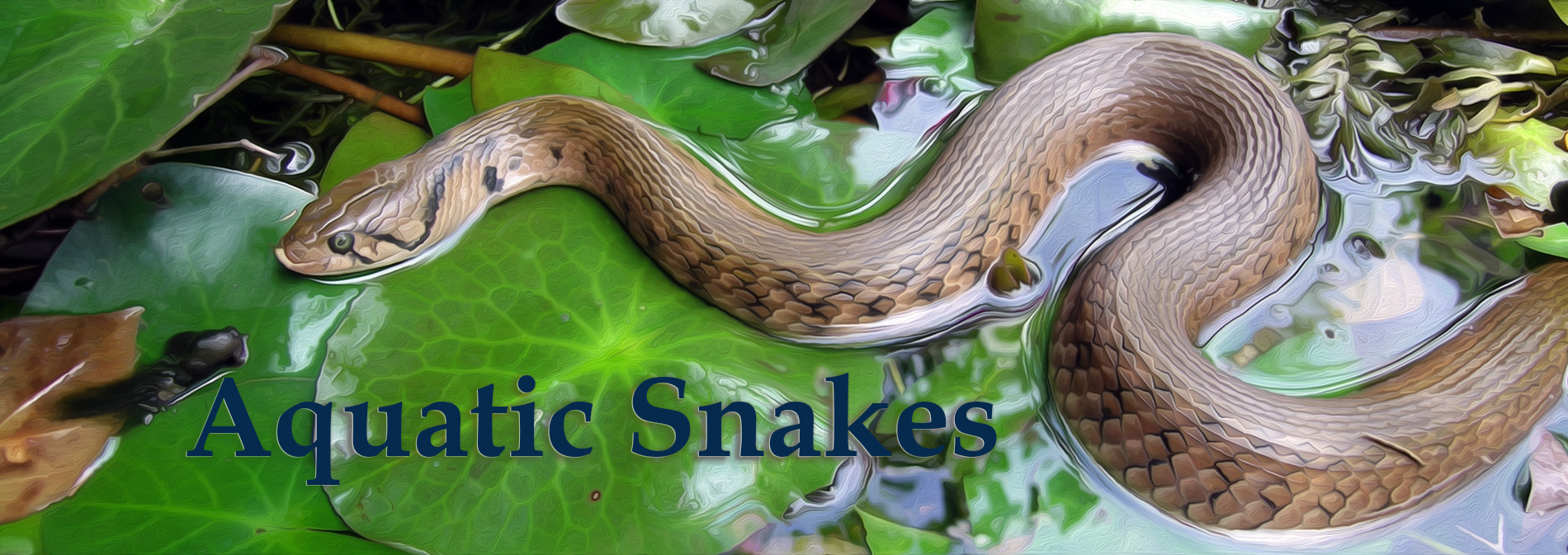 AquaticSnakesHeader – Aquatic Snakes