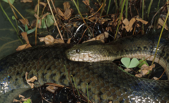 proctortrail – Aquatic Snakes