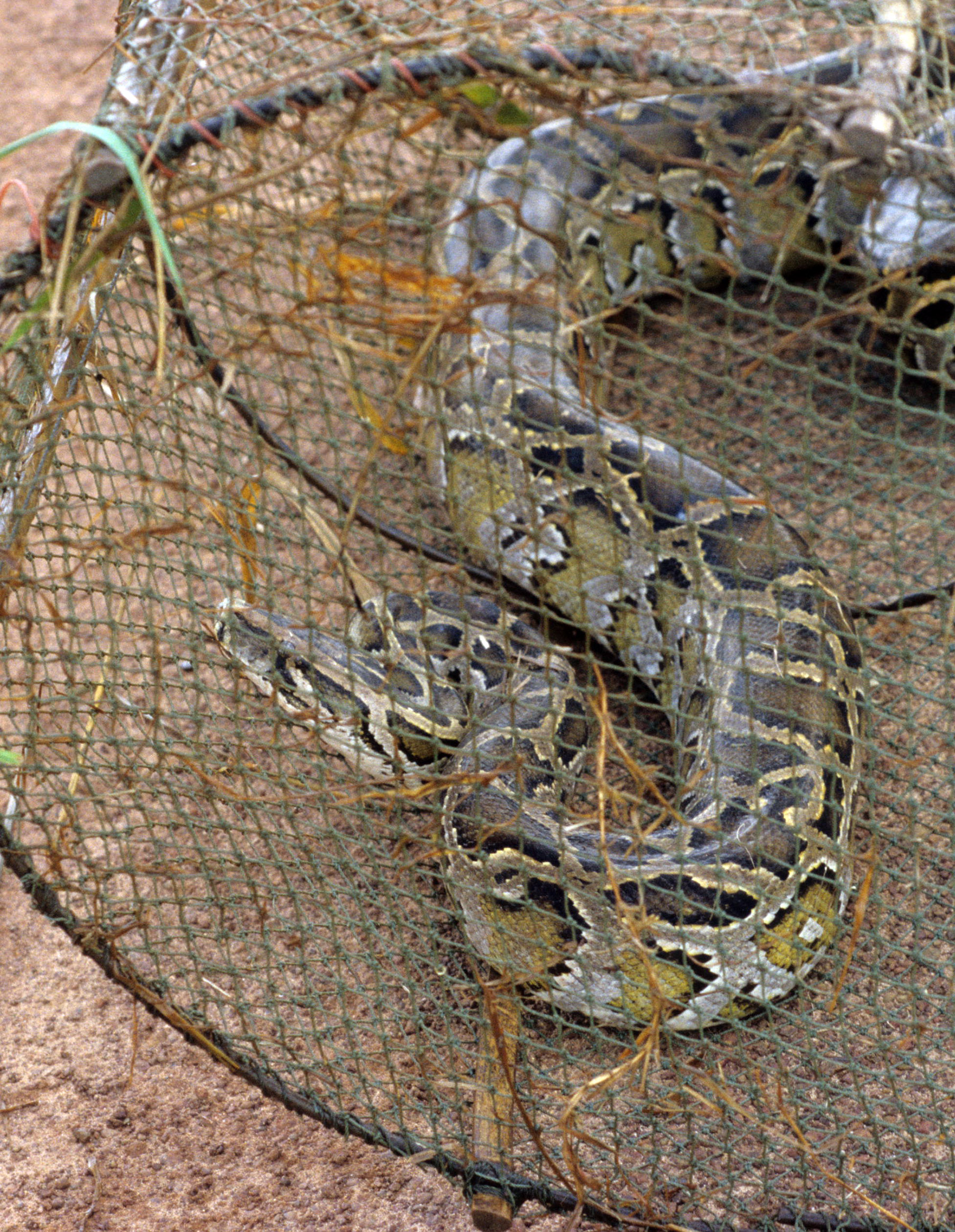 Chapter2PlateZ – Aquatic Snakes