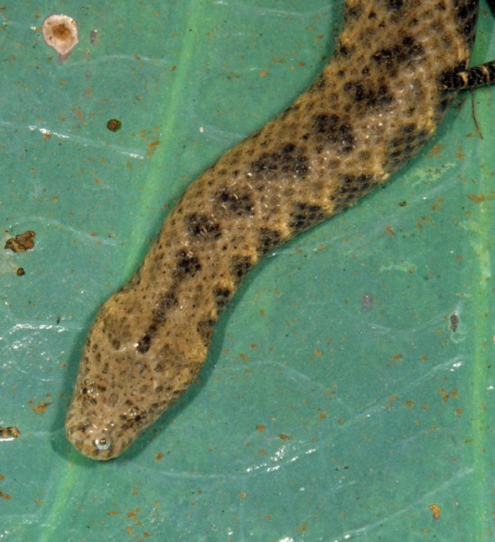 Aquatic Snakes – diversity & natural history,TheBook